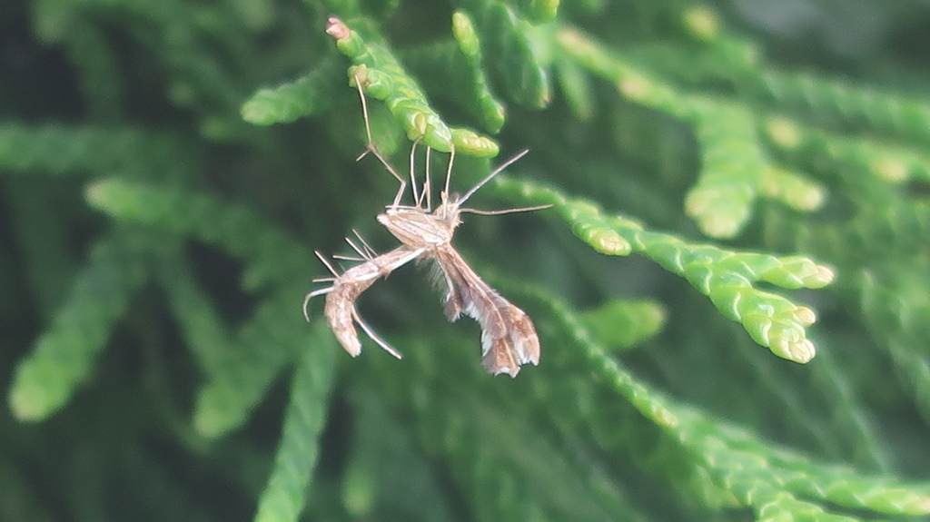 Yarrow Plume Moth from St. Catharines, ON, Canada on July 9, 2023 at 10 ...