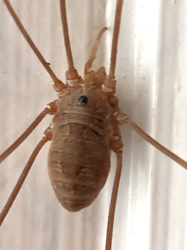 Leiobunum ventricosum from Talladega National Forest, Heflin, AL, US on ...