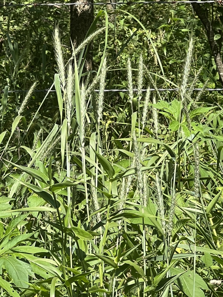 Awnless Wild Rye from County Road 1052, Miller, MO, US on July 12, 2023 ...