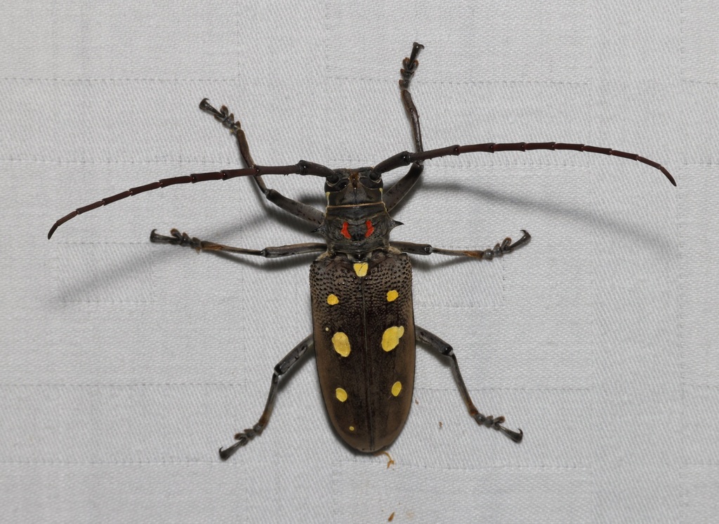 Mango Longhorn Beetle from Hong Kong on July 11, 2023 at 09:30 PM by ...