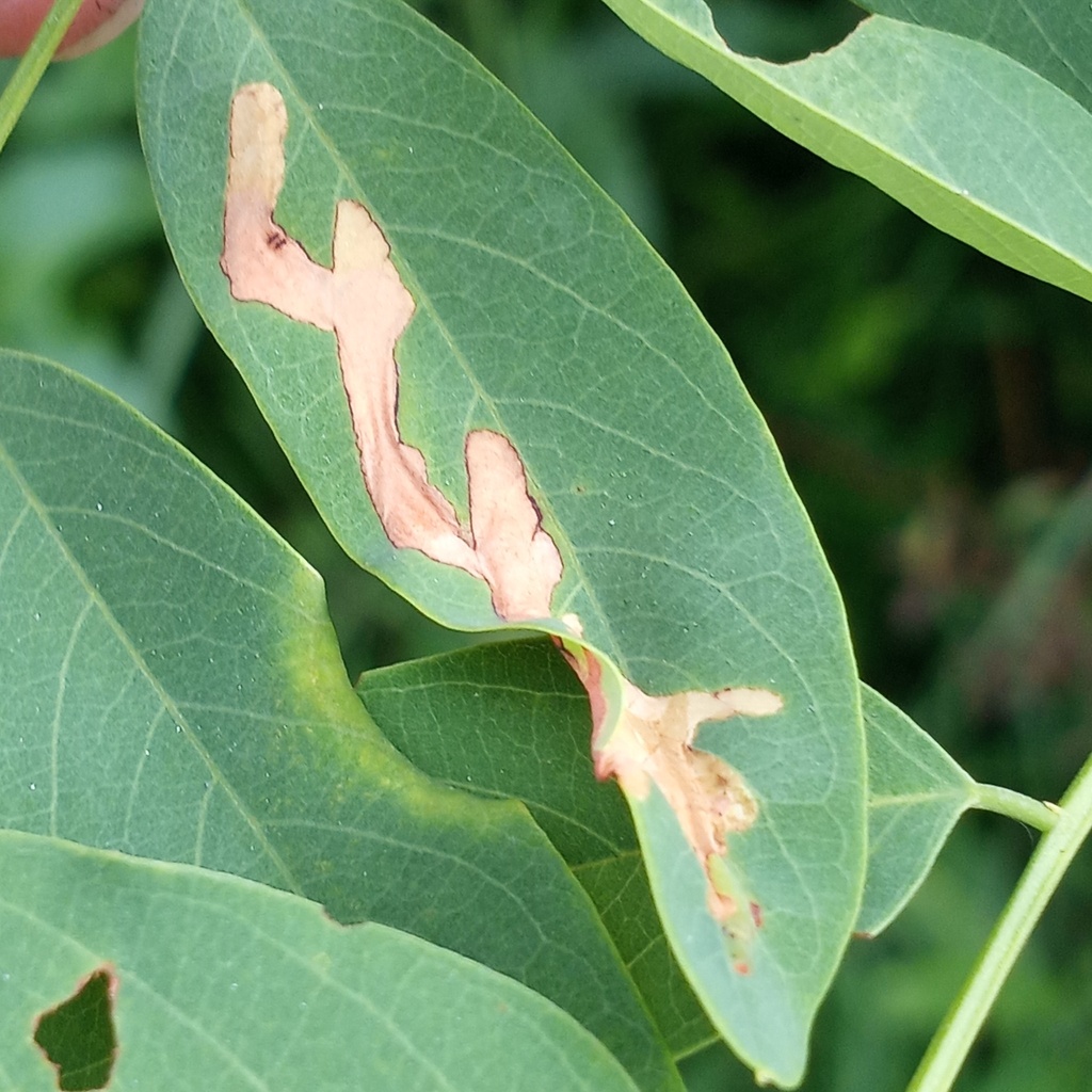 Locust Digitate Leafminer Moth from Queen Anne's County, MD, USA on ...