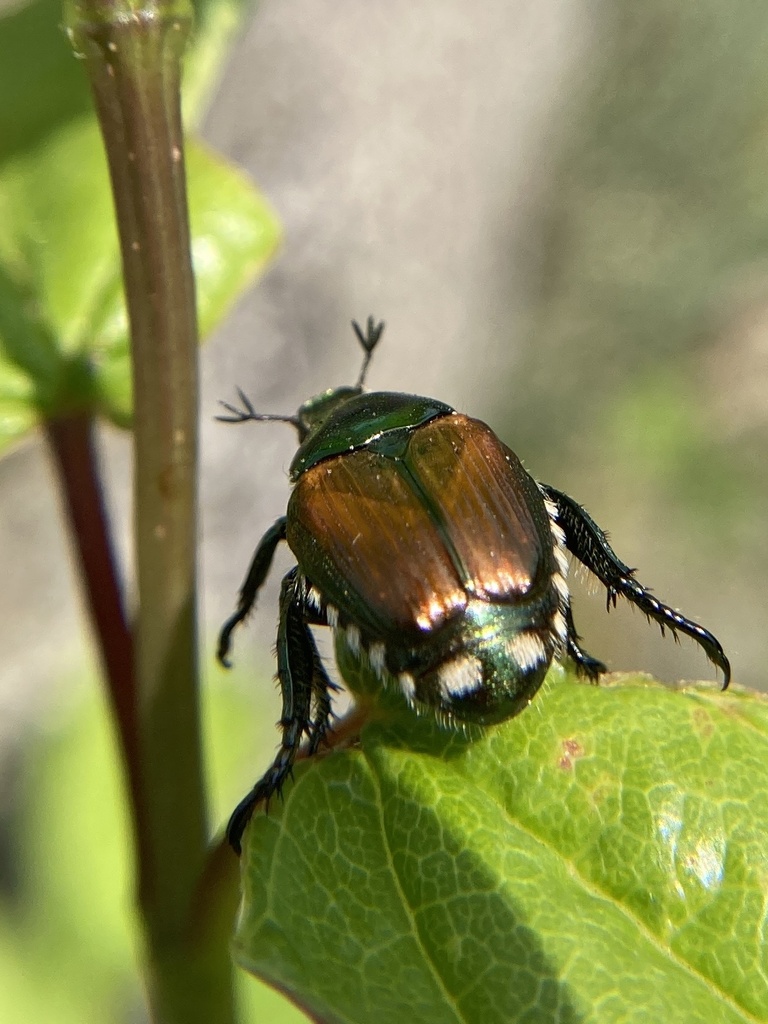Japanese Beetle from Wilton, NH, US on July 12, 2023 at 01:35 PM by ...