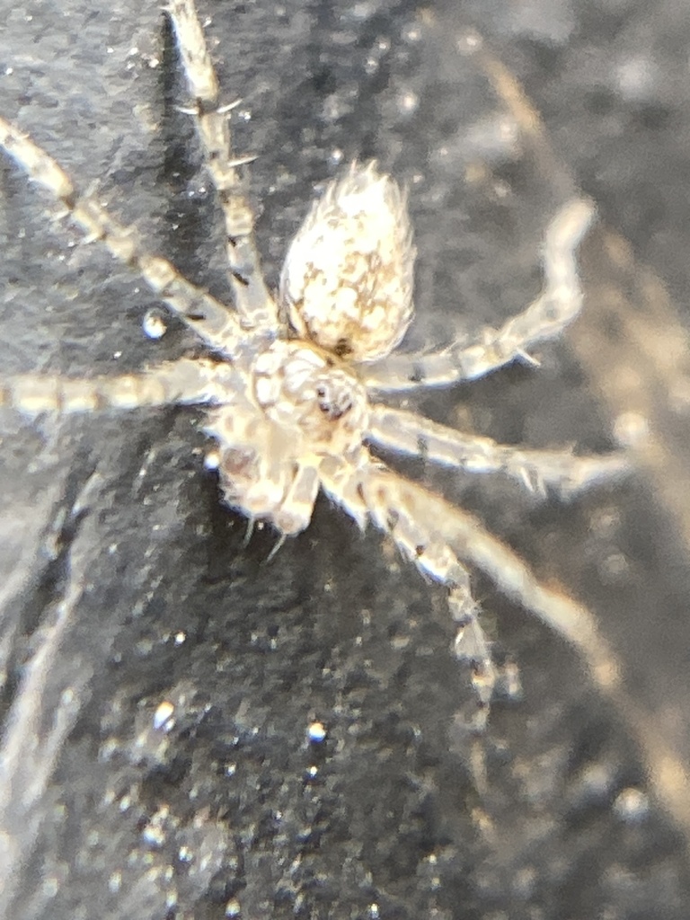 Wall Spiders from Avenida 5 Norte, Playa del Carmen, Quintana Roo, MX ...