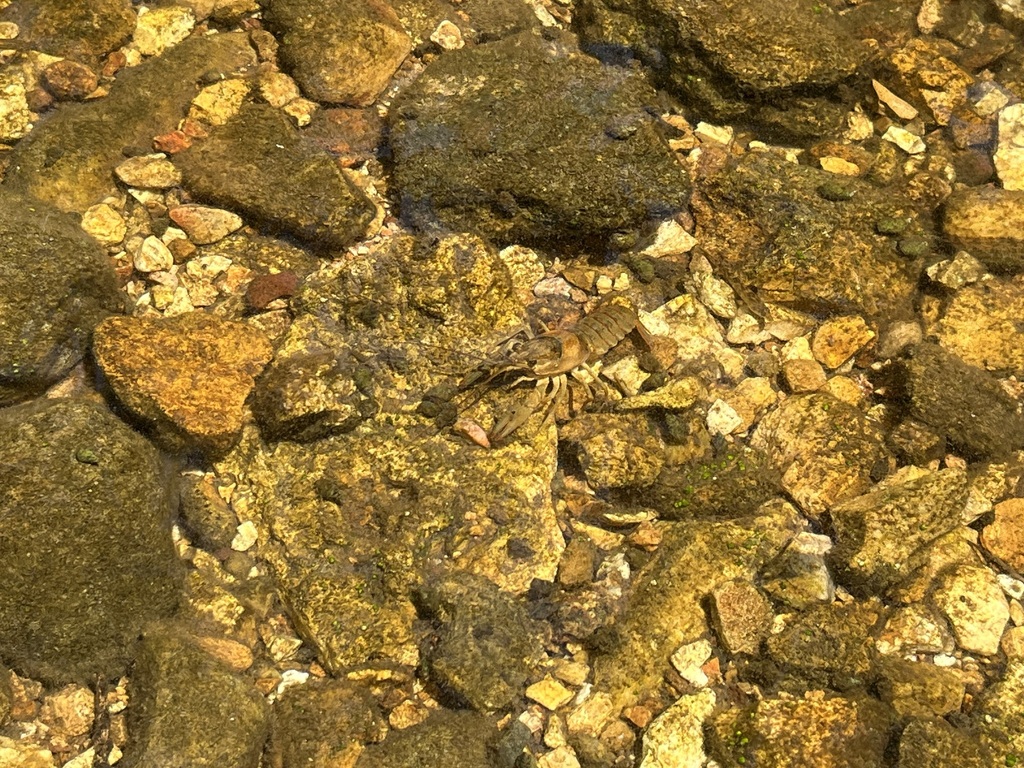 Spothanded Crayfish from Phelps County, MO, USA on July 11, 2023 at 12: ...