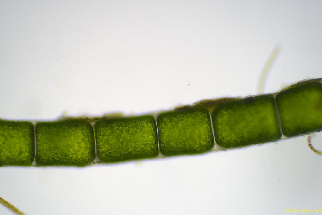 Chaetomorpha aerea from Lymington TAS 7109, Australia on July 9, 2023 ...