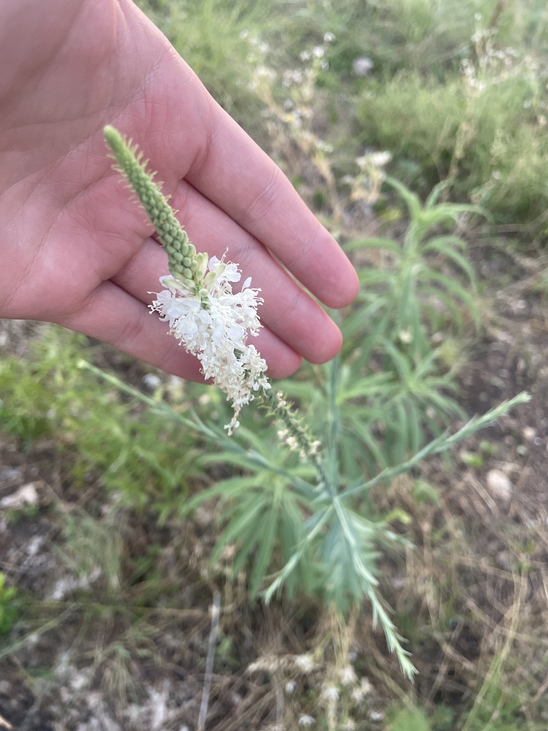 False Gaura from Kyle Ave, Dallas, TX, US on July 12, 2023 at 08:24 PM ...