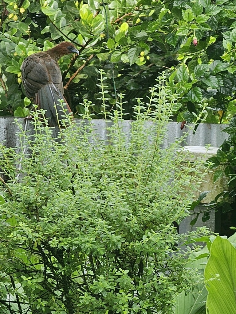 Variable Chachalaca from Dermerara-Mahaica, GY on July 12, 2023 at 09: ...