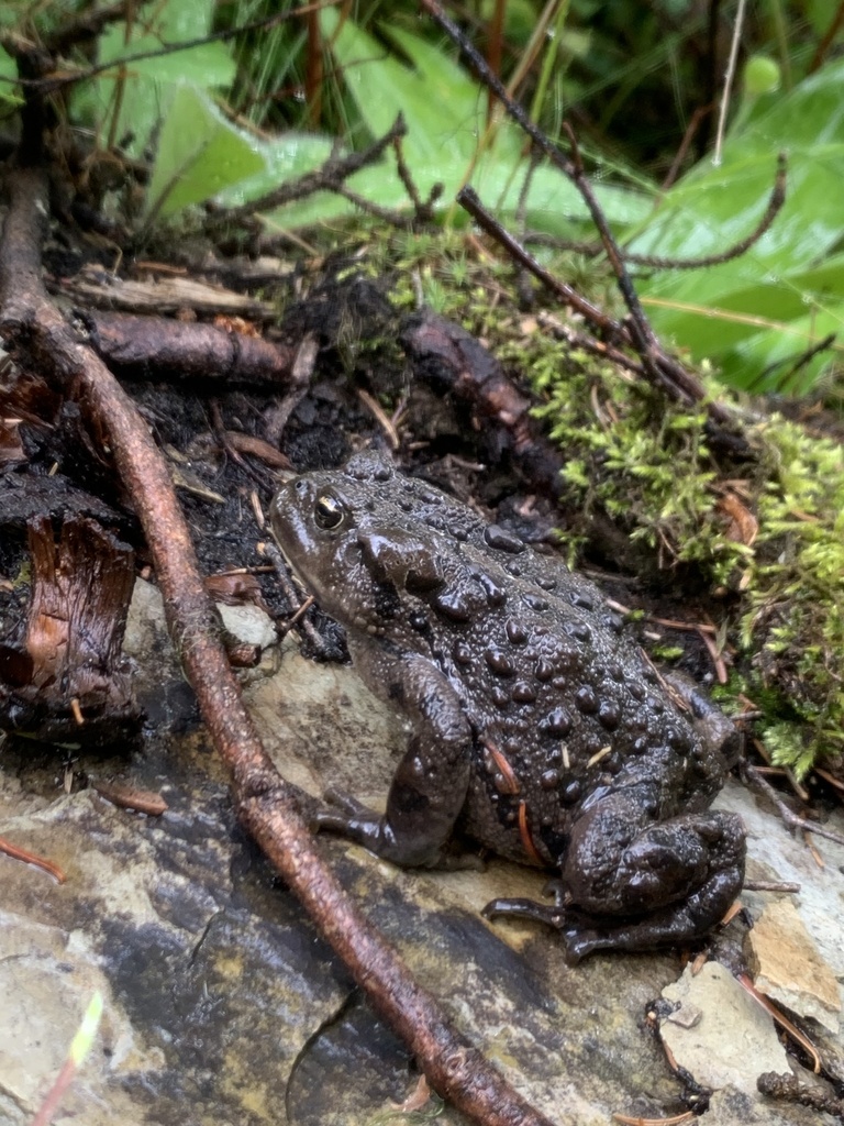Western Toad from Glacier National Park, Babb, MT, US on July 12, 2023 ...