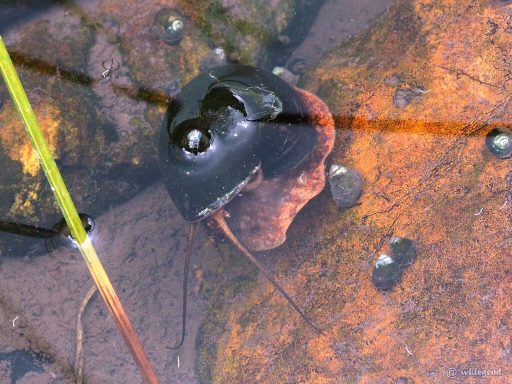 Channeled Apple Snail from Lam Tsuen, Hong Kong on July 12, 2023 at 12: ...