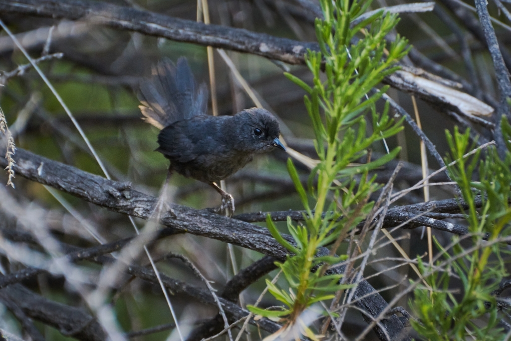 Dusky Tapaculo from San Vicente, O'Higgins, Chile on December 22, 2020 ...