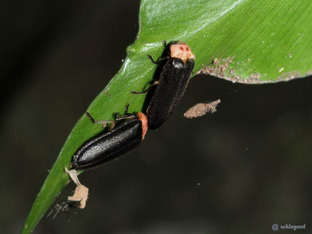 Pygoluciola qingyu from Shek Kong, Hong Kong on July 12, 2023 at 01:32 ...