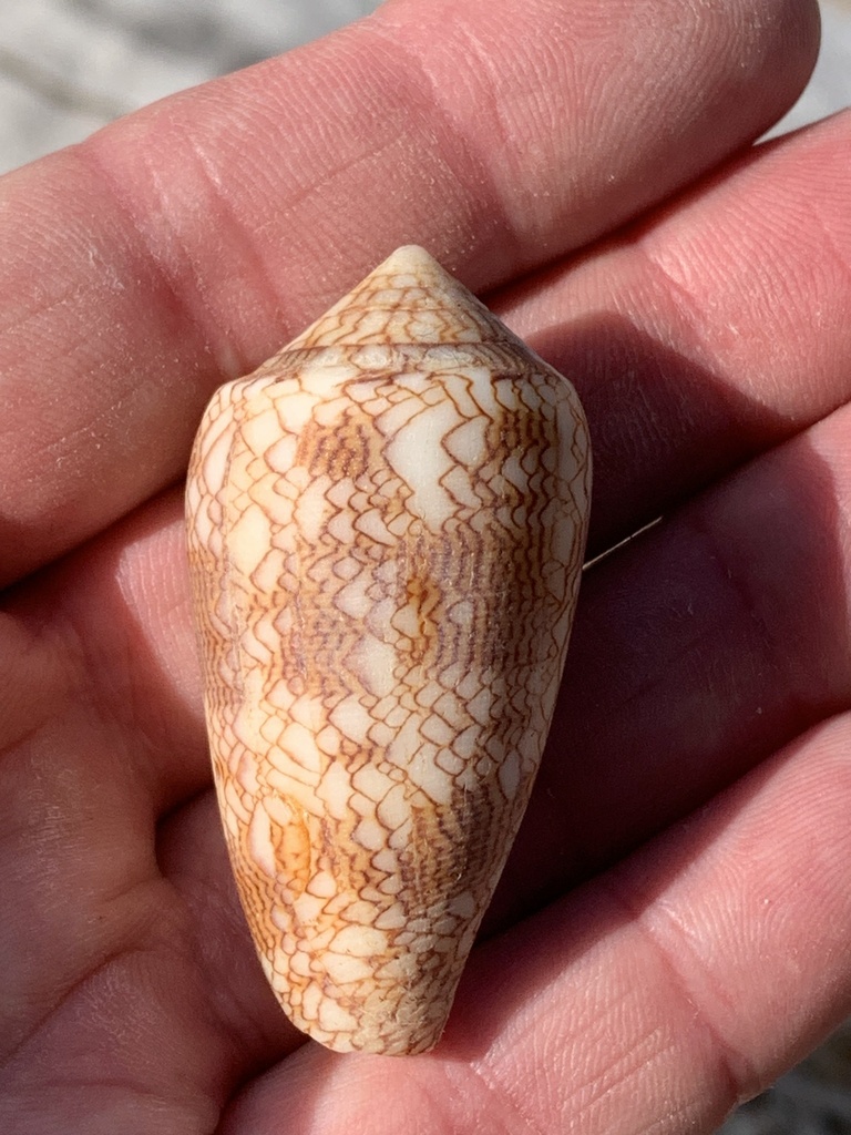Textile Cone from Webber Esplanade, Cooktown, QLD, AU on July 11, 2023 ...
