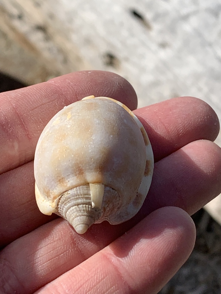 Checkerboard Bonnet Snail from Webber Esplanade, Cooktown, QLD, AU on ...