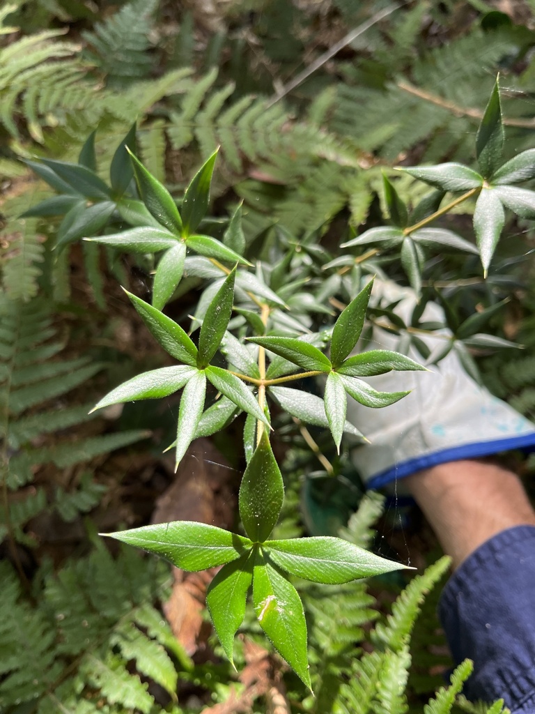 Chain Fruit from Suffolk Park, NSW, AU on July 13, 2023 at 11:30 AM by bsincs1 · iNaturalist