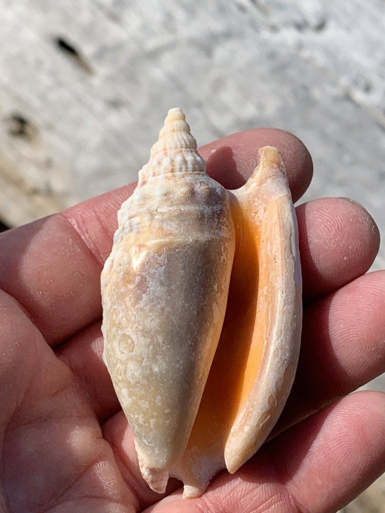 Dark Diana Conch from Webber Esplanade, Cooktown, QLD, AU on July 11 ...