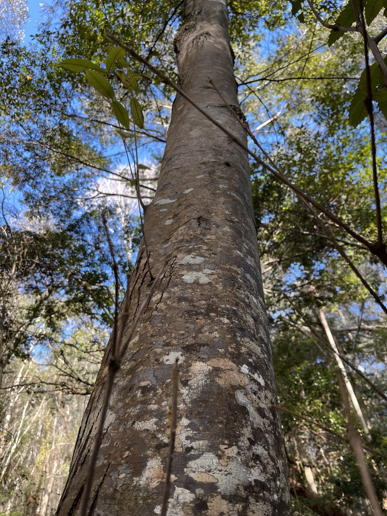 Callicoma from Suffolk Park, NSW, AU on July 13, 2023 at 12:06 PM by bsincs1 · iNaturalist