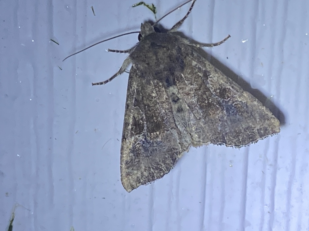 Veiled Ear Moth from Bundy Rd, Ithaca, NY, US on July 12, 2023 at 09:33 ...