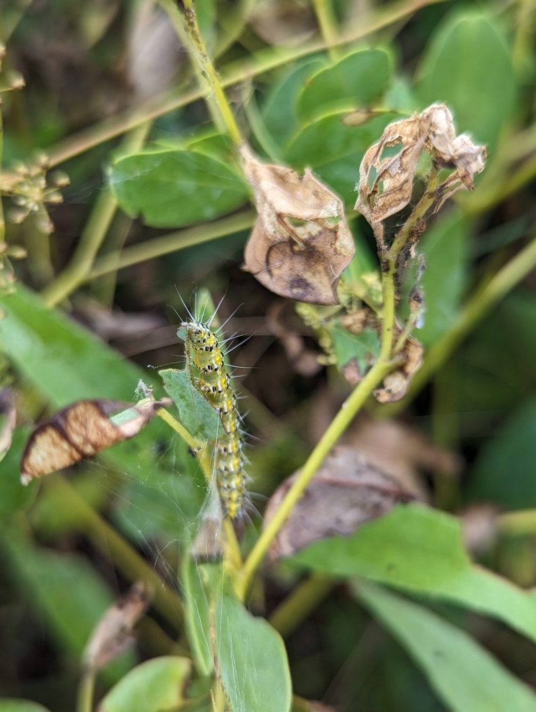 Genista Broom Moth from Celeste, TX 75423, USA on July 8, 2023 at 08:56 ...