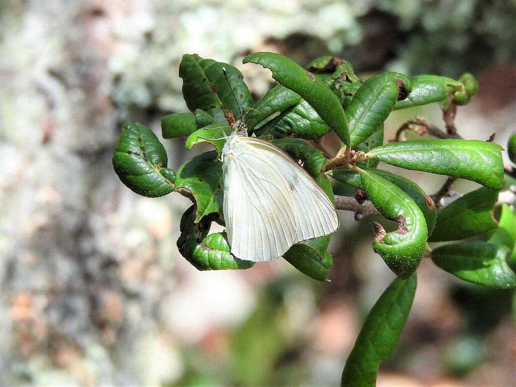 Great Southern White from Hypoluxo Scrub Natural Area 150 Hypoluxo Rd ...