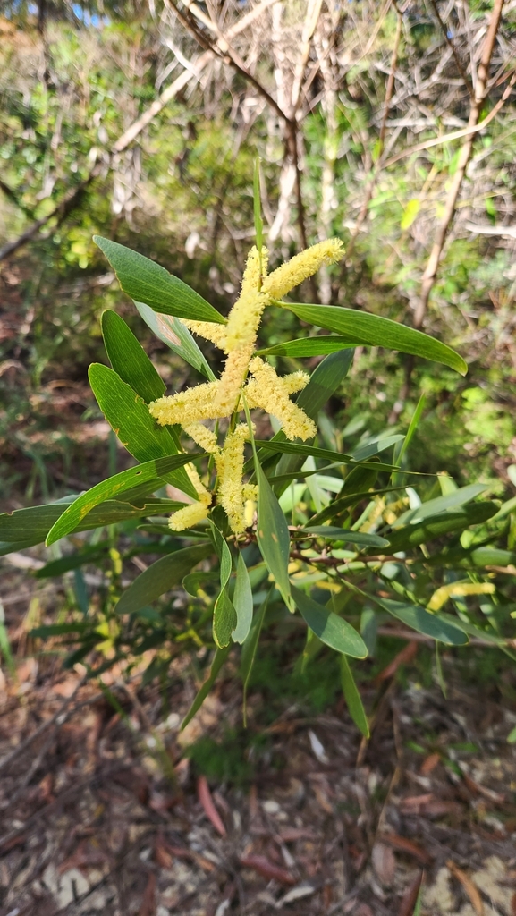 Longleaf Wattle from Bouddi NSW 2251, Australia on July 13, 2023 at 12: ...