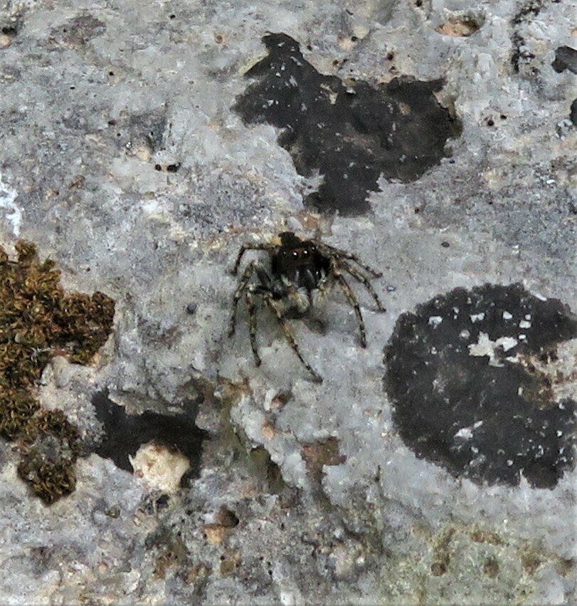 Red-bellied Jumping Spider from Agia Irini Gorge Crete, Greece on May ...