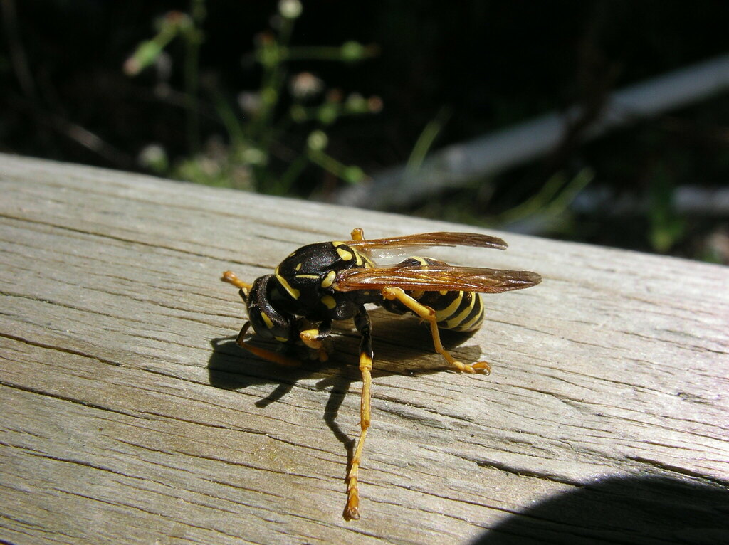 European Paper Wasp from Totem Lake, Kirkland, WA, USA on July 12, 2023 ...