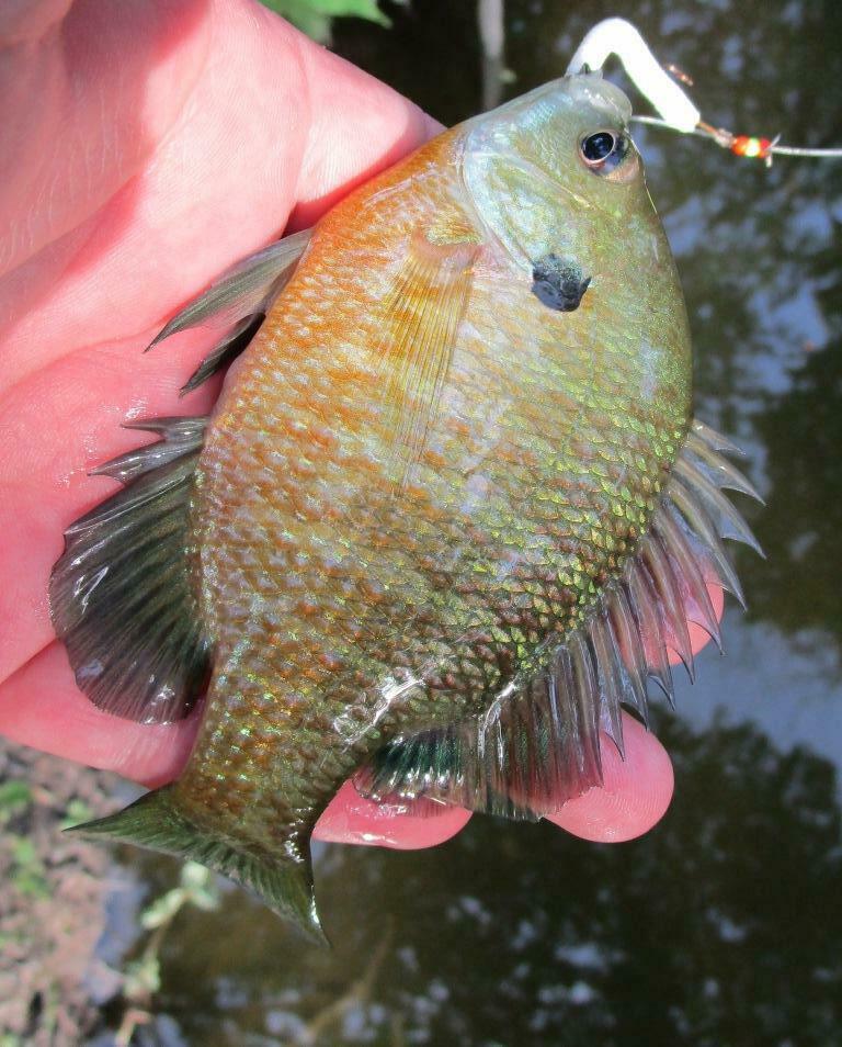 Bluegill from Pflugerville, TX, USA on July 11, 2023 at 06:15 PM by ...