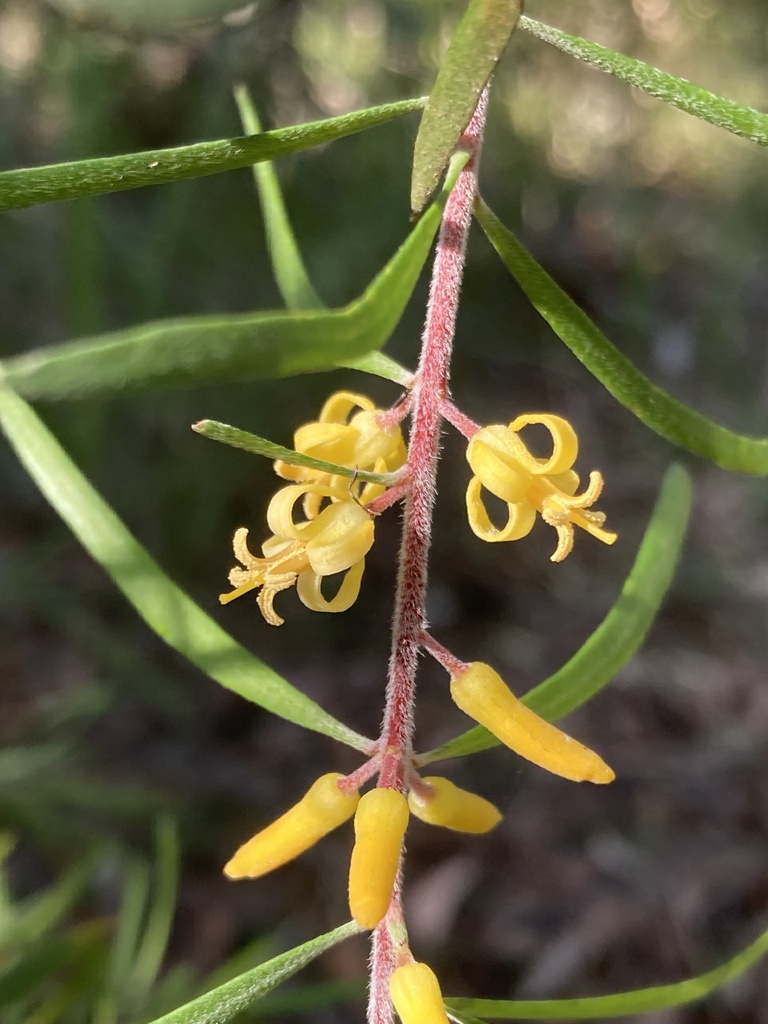 Narrow-leaf Geebung from Coomba Park, NSW, AU on July 13, 2023 at 08:45 ...