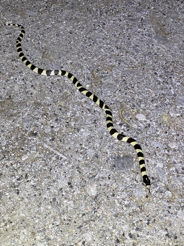 California King Snake from Sand to Snow National Monument, Whitewater ...