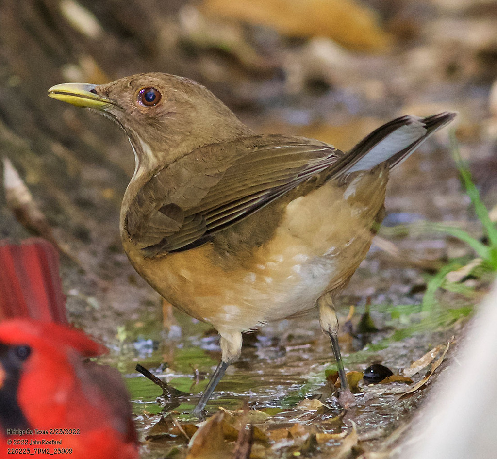 Clay-colored Thrush from Hidalgo County, TX, USA on February 23, 2022 ...