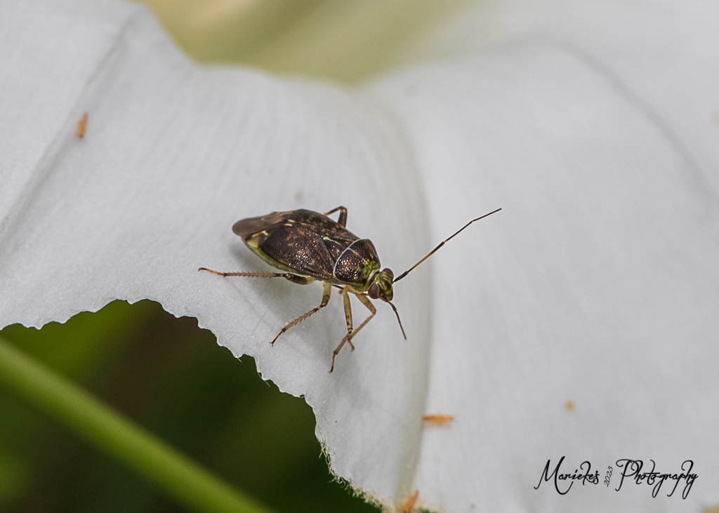 Lygus Bugs from Waterloo Regional Municipality, ON, Canada on July 8 ...