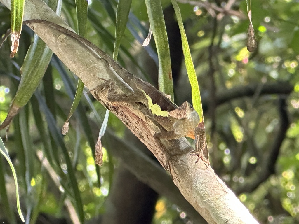 Diploderma polygonatum xanthostomum in July 2023 by 橘子拔(橘子熊) · iNaturalist