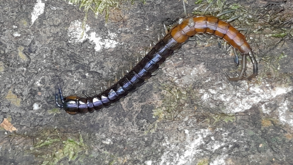 New Zealand giant centipede from Cape Reinga 0484, New Zealand on 13 ...