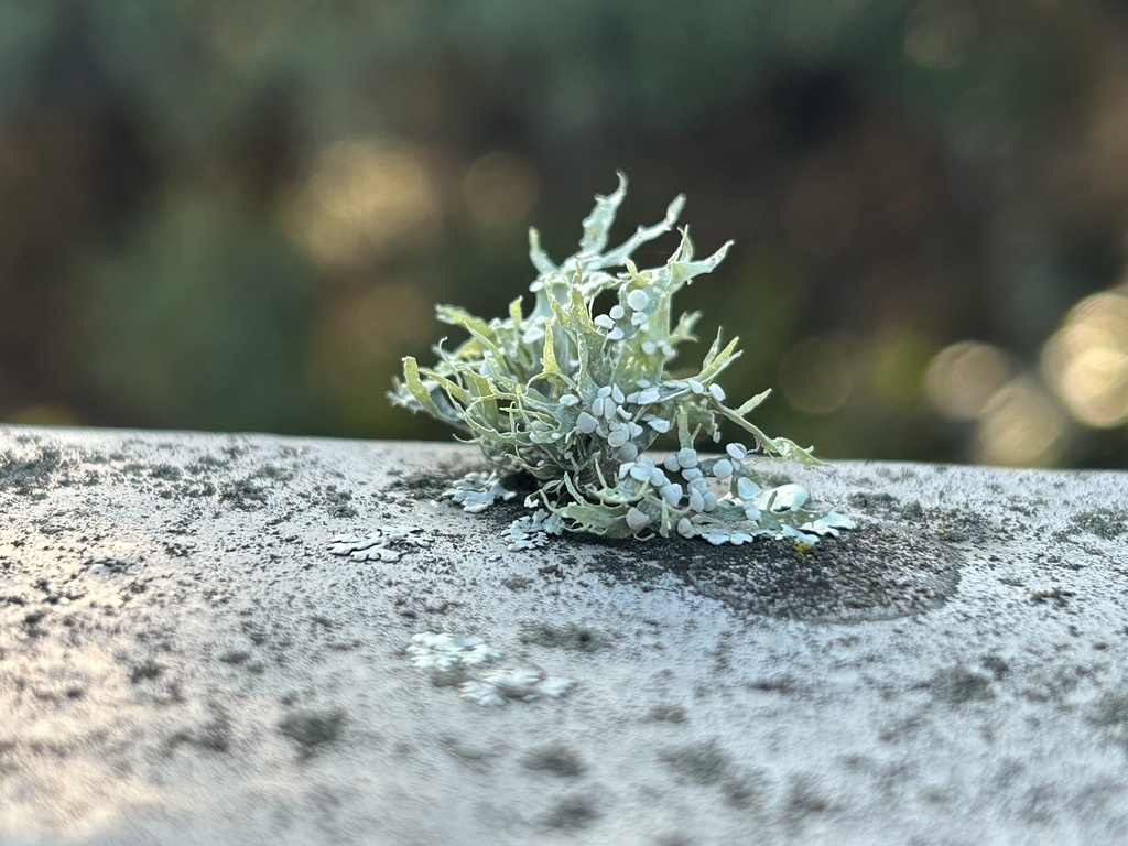 bushy lichens from Te Ika-a-Māui/North Island, Porirua, Wellington, NZ ...