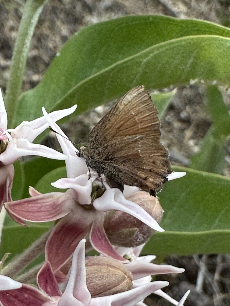 Juniper Hairstreak from Shasta-Trinity National Forest, Weed, CA, US on ...