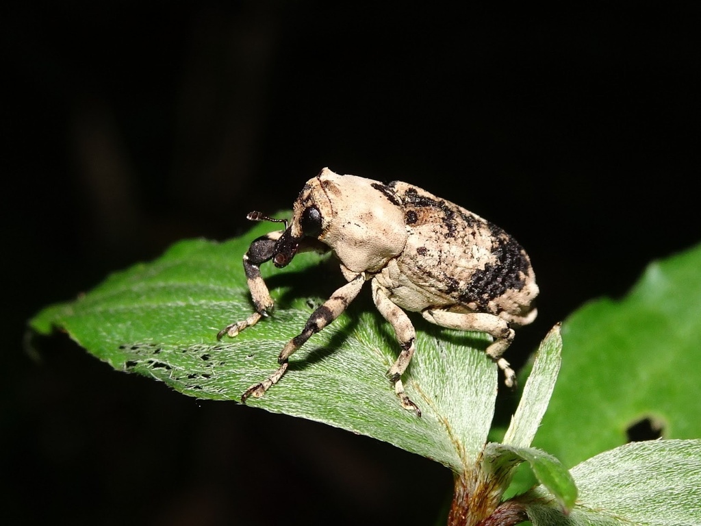 Gasterocercus longipes from 東京農業大学 厚木キャンパス, 厚木市, 神奈川県, JP on July 12 ...