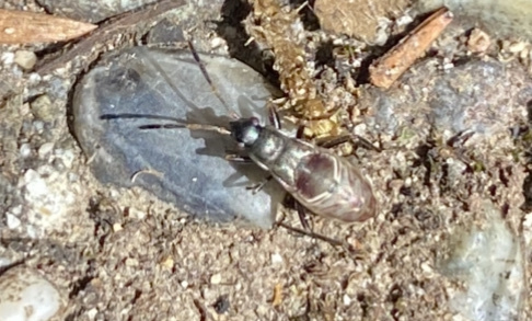 bright-spotted groundbug in July 2023 by Andrea Wuenschel. Nymph ...