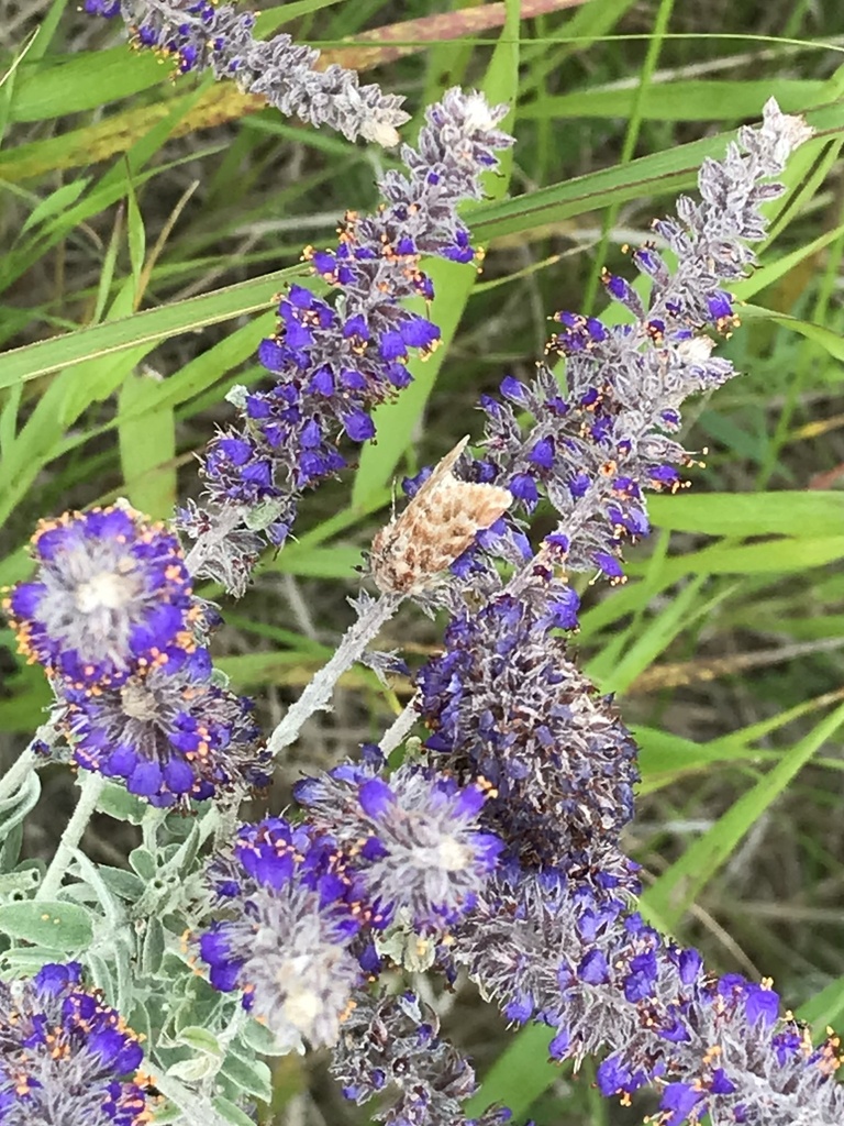 Leadplant Flower Moth from 280th Ave, Glenwood, MN, US on July 12, 2023 ...
