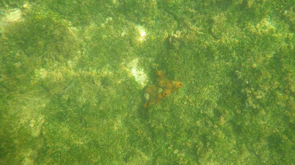 Fire Sponge from Monroe County, FL, USA on July 11, 2023 at 10:11 AM by ...