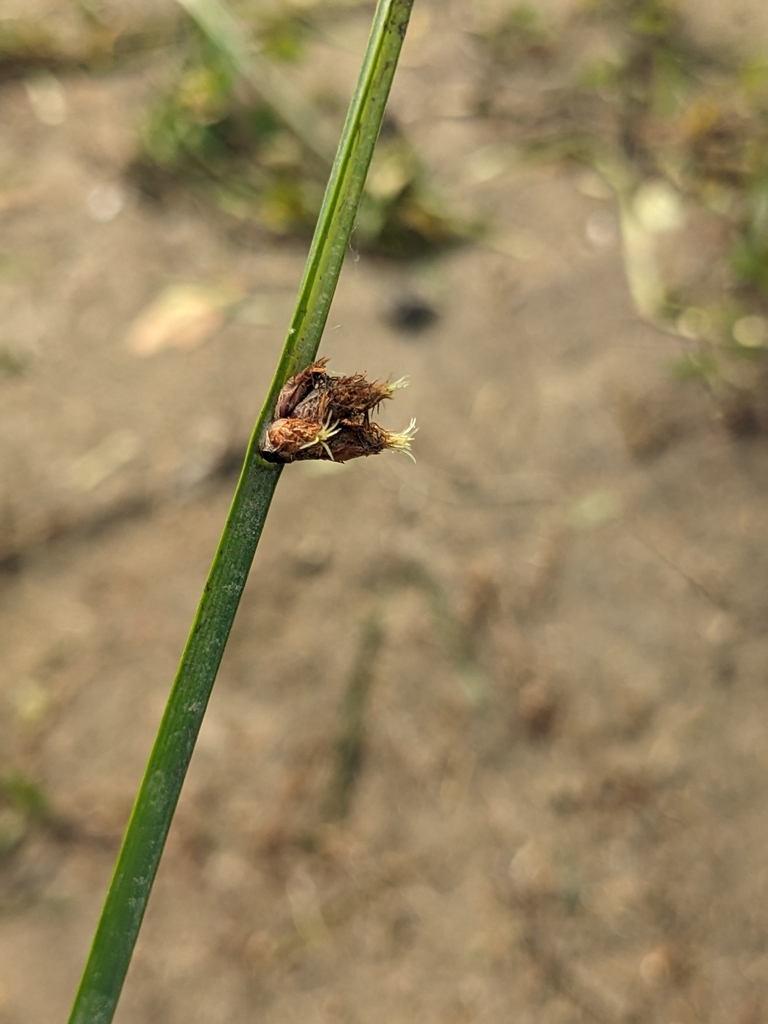 three-square bulrush from Columbiaville, NY, USA on July 1, 2023 at 05: ...