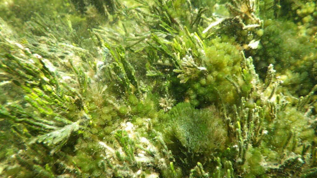 Halimeda monile from Monroe County, FL, USA on July 10, 2023 at 03:50 ...