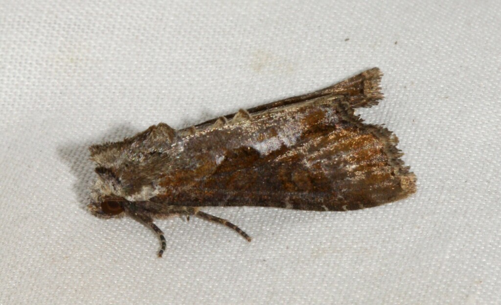 Double-lobed Moth from Mont-Joli, QC, Canada, 1101 rue Lussier on July ...