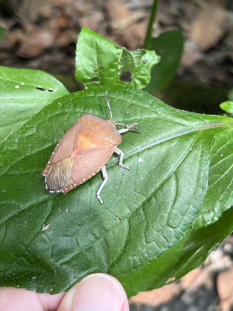 Lychee Stink Bug from 臺灣島, 田寮區, KHH, TW on July 13, 2023 at 10:52 AM by ...