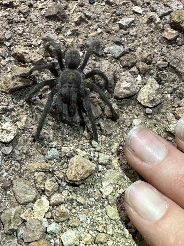 Tucson Bronze Tarantula from W Stone Hill Rd, San Simon, AZ, US on July ...