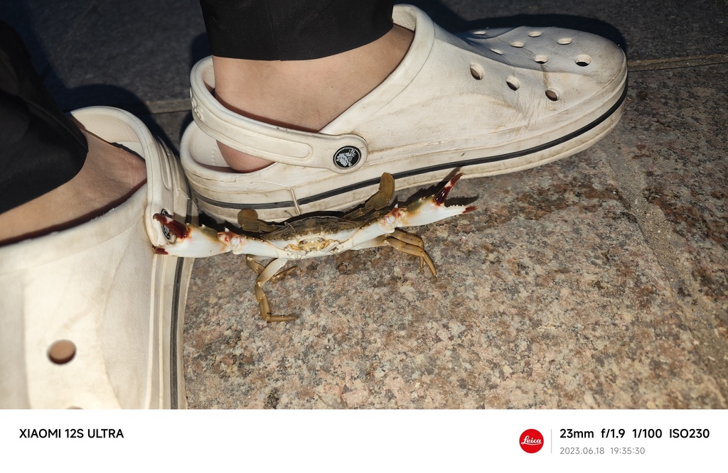 Asian Paddle Crab from 中国山东省青岛市黄岛区 on June 18, 2023 at 07:35 PM by ...