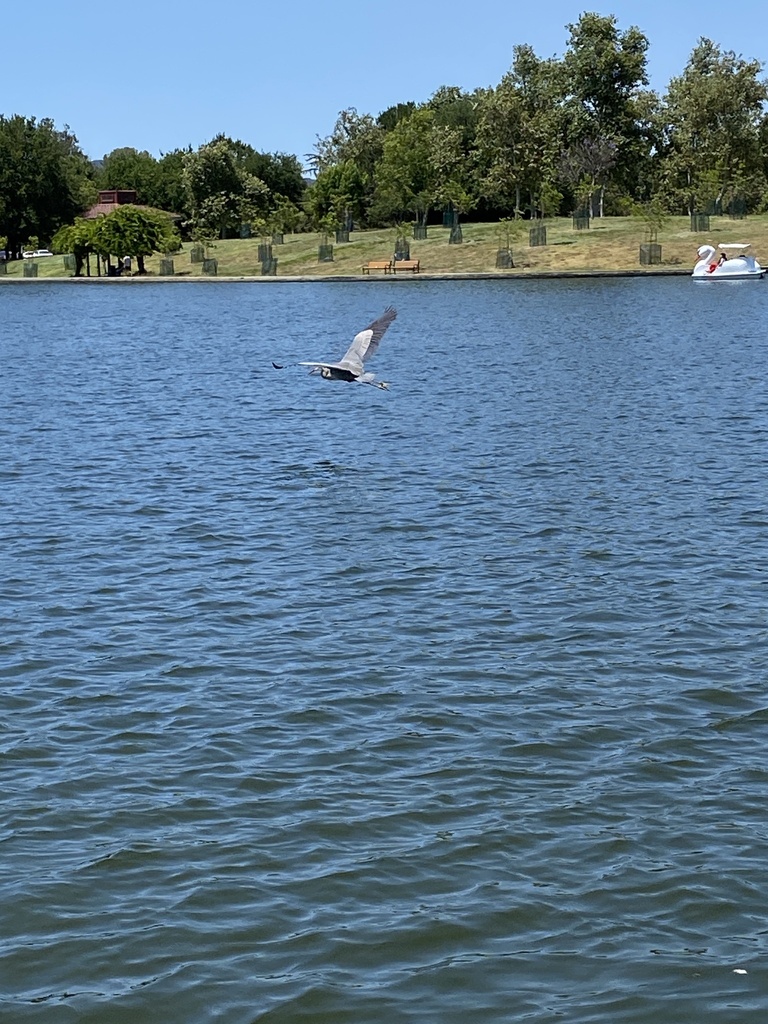 Great Blue Heron from City of Los Angeles Department of Recreation and ...