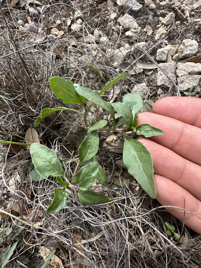 nightshade family in March 2023 by Matt Reala · iNaturalist