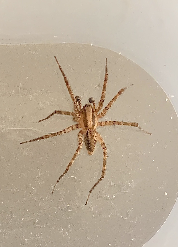 Entelegyne Spiders in October 2020 by spacecowboy311 · iNaturalist