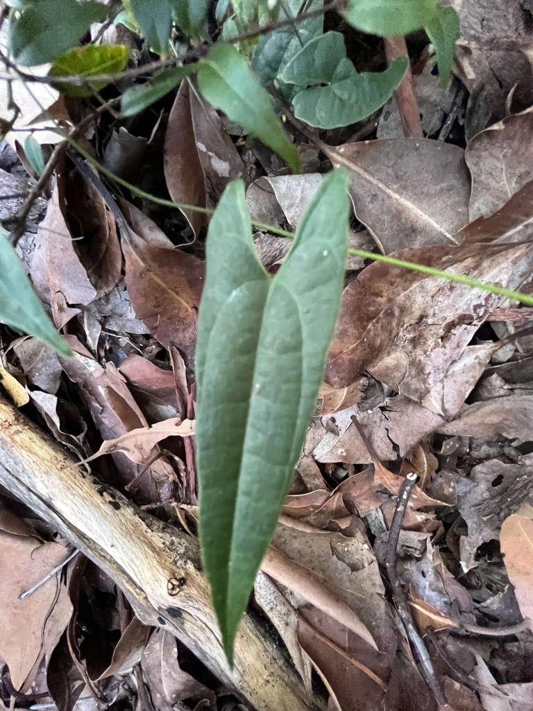 Common Yam Vine from Suffolk Park, NSW, AU on July 13, 2023 at 03:06 PM by bsincs1 · iNaturalist