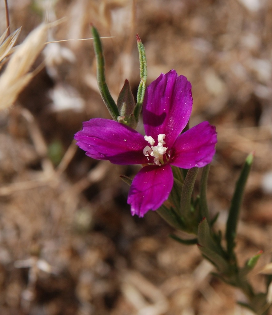 Winecup clarkia (Wildflowers of Bouverie Preserve of ACR) · iNaturalist